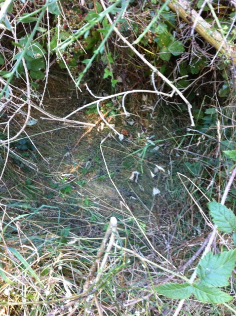 deer nest | Nancy Walker Studio